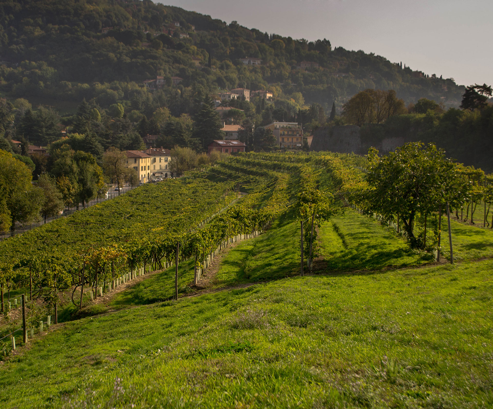 Vigneto Pusterla | vigneto10a